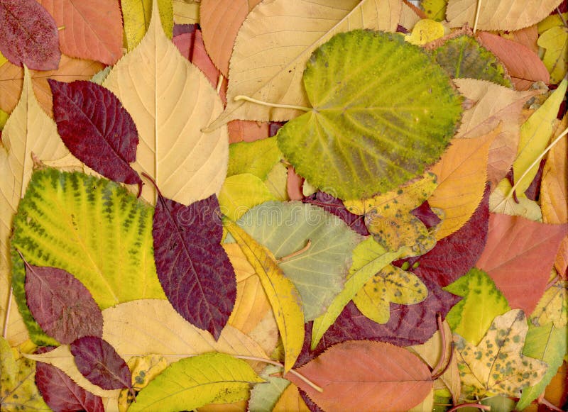 Bunch of leaves stock image. Image of abstraction, branch - 27684393