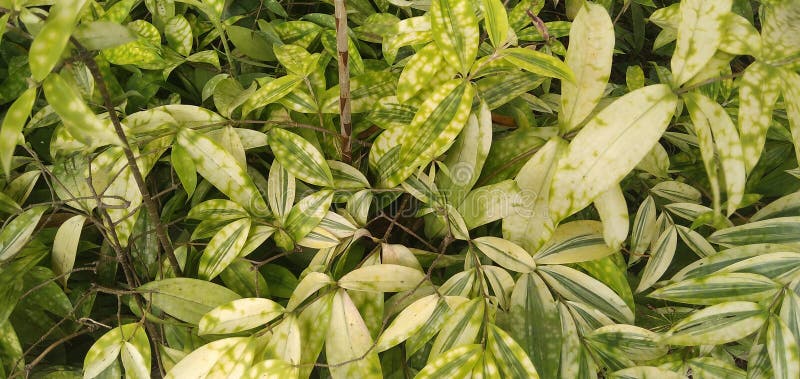 Bunch of leaves stock image. Image of crop, fruit, flower - 215430507