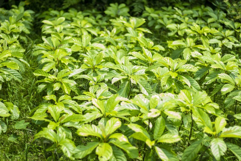 A Bunch of Leaves Garden. Green Color Tree and Big Leaves Stock Photo ...