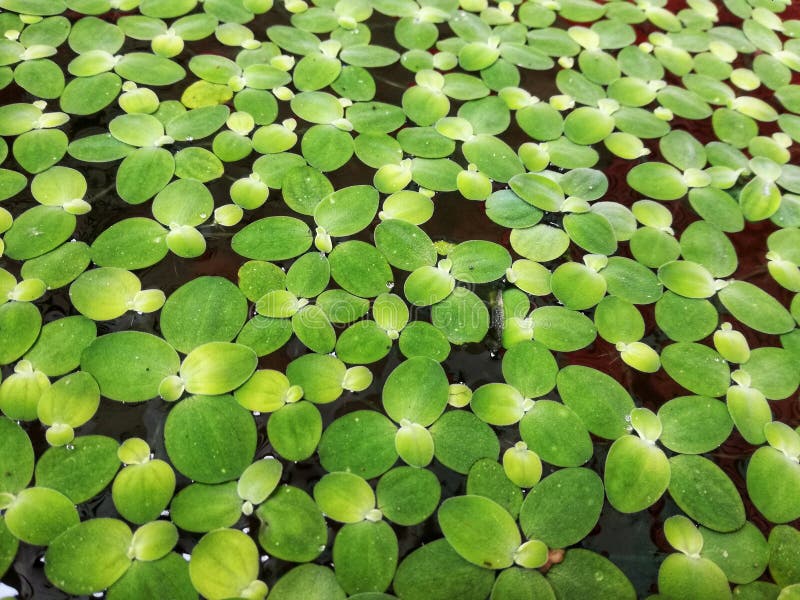 Bunch of Leaves Pistia Stratiotes on Pool in the Yard Stock Image ...