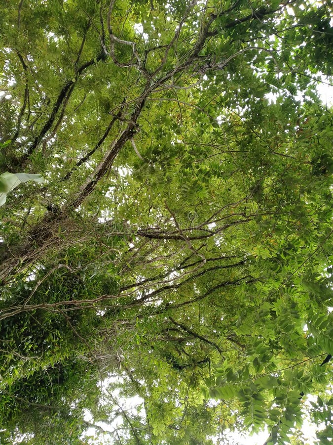 A Bunch of Leaves on Tree Branches and Grass on the Side of the Road ...