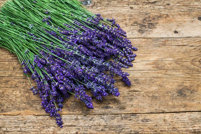 Levander stock image. Image of colourful, flower, plants - 53315631