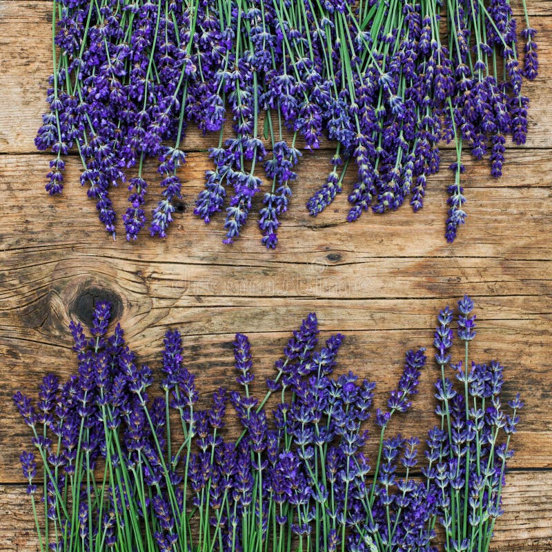 1,122 Levander Stock Photos - Free & Royalty-Free Stock Photos from ...