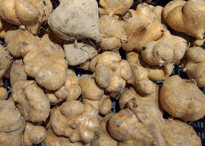 A Bunch of Light Brown Yams with Rough Skin Texture, Stacked in a Dark ...