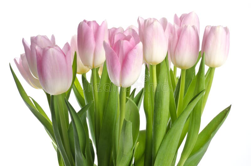 Bunch of Light Pink Tulips stock photo. Image of spring - 23839322