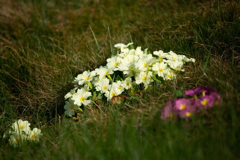 A Bunch of Light Yellow Primroses Stock Image - Image of primroses ...