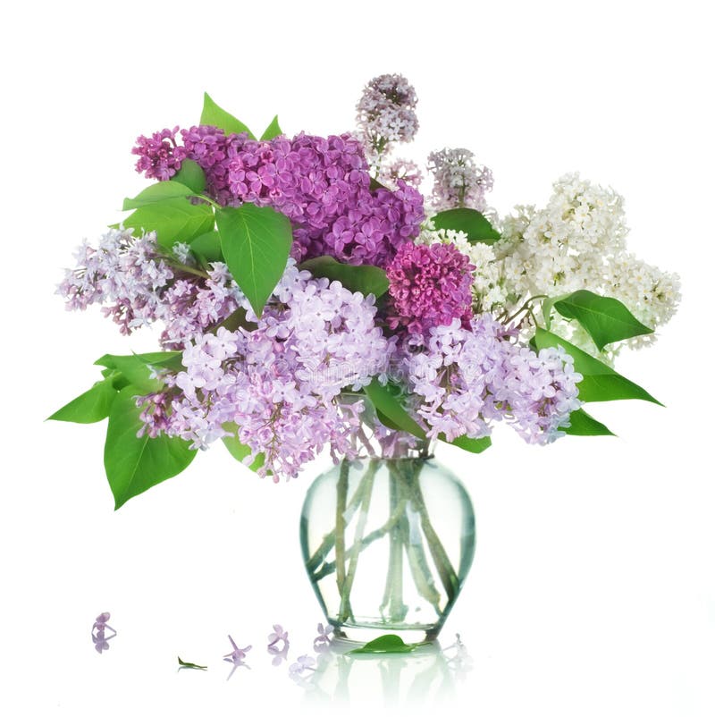 Lilac flowers bouquet stock photo. Image of nature, clusters - 14235234
