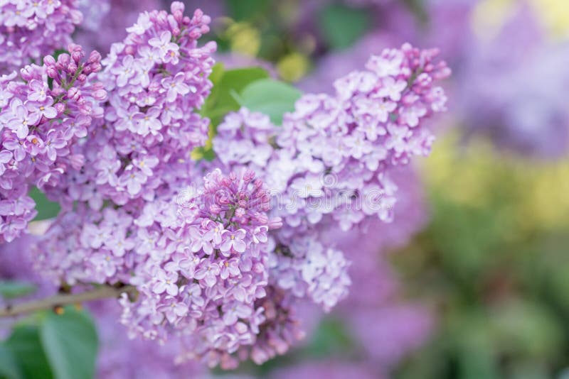Bunch of lilac flower stock photo. Image of garden, gardening - 73709166