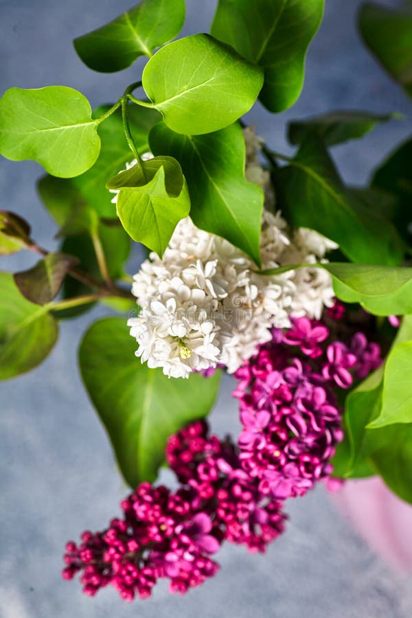 Bunch Lilac Flowers in Vase on Table Stock Image - Image of plant ...