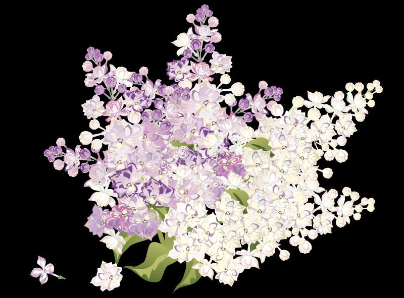 Bunch of Lilac Isolated on Black Stock Vector - Illustration of blue ...