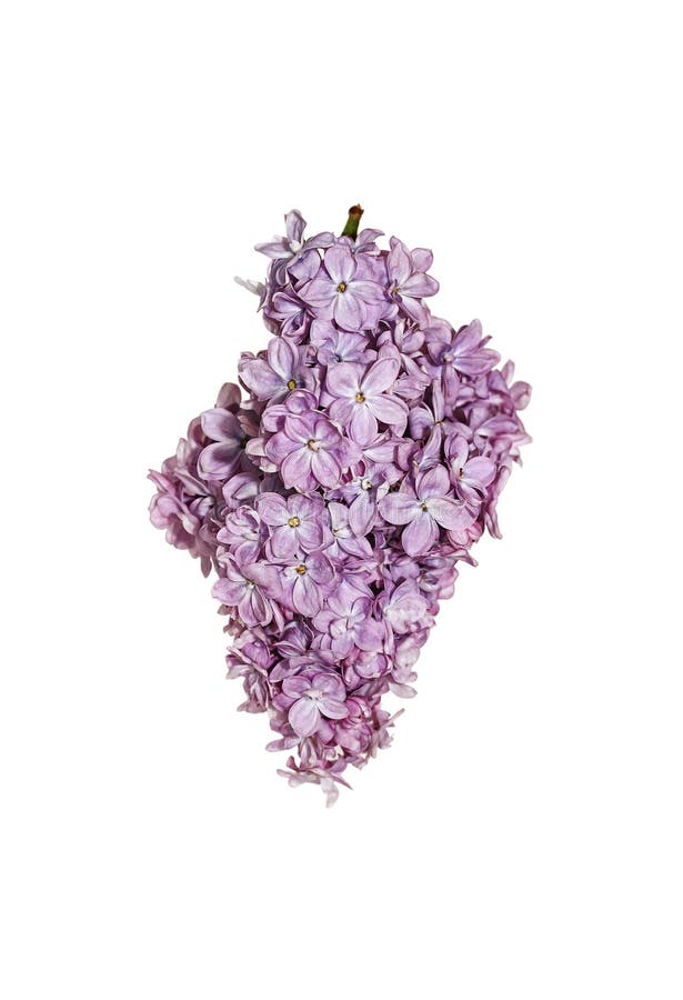 Bunch of Lilac on White Background. Stock Photo - Image of beauty ...