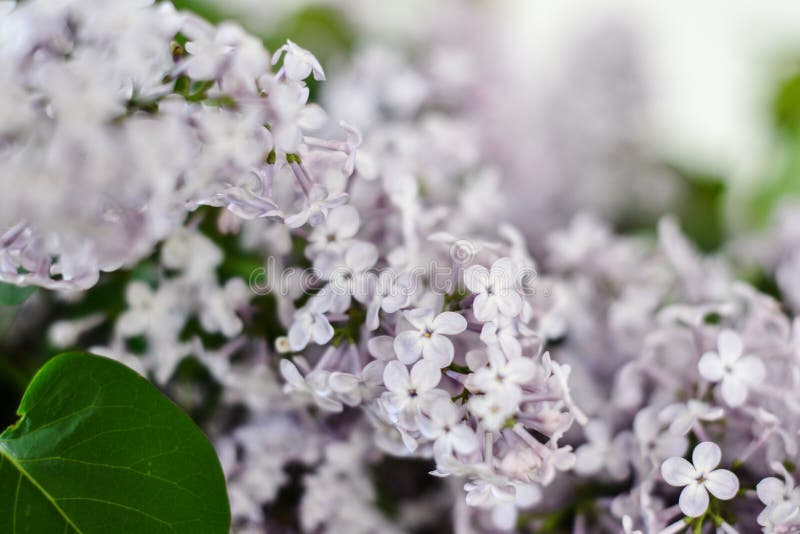 A Bunch of Lilacs on a Bright Spring Day Stock Photo - Image of floral ...