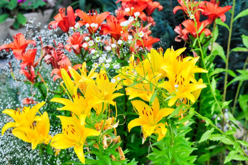 Bunch of lilies stock photo. Image of elegant, nature - 135900974