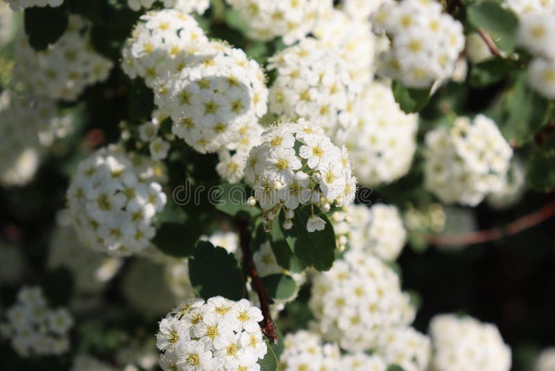 Little White Spring Flowers Stock Photo - Image of bunch, nature: 180461724