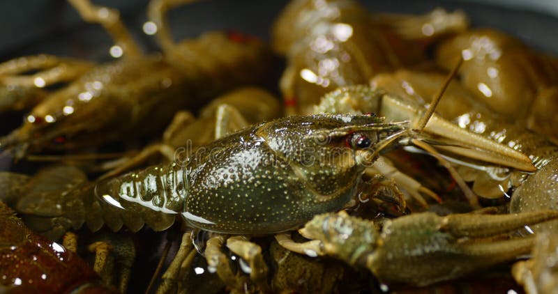 Live Crayfish are Thrown into Boiling Water for Cooking. Cooking Live ...