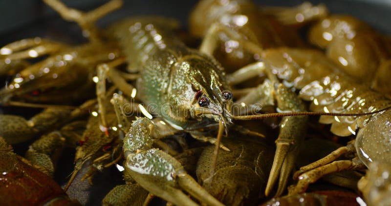 Live Crayfish are Thrown into Boiling Water for Cooking. Cooking Live ...