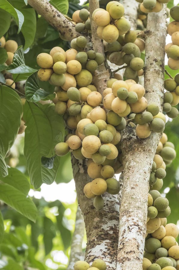 Bunch of Long Kong Fruit on Tree Stock Photo - Image of kong, fresh ...