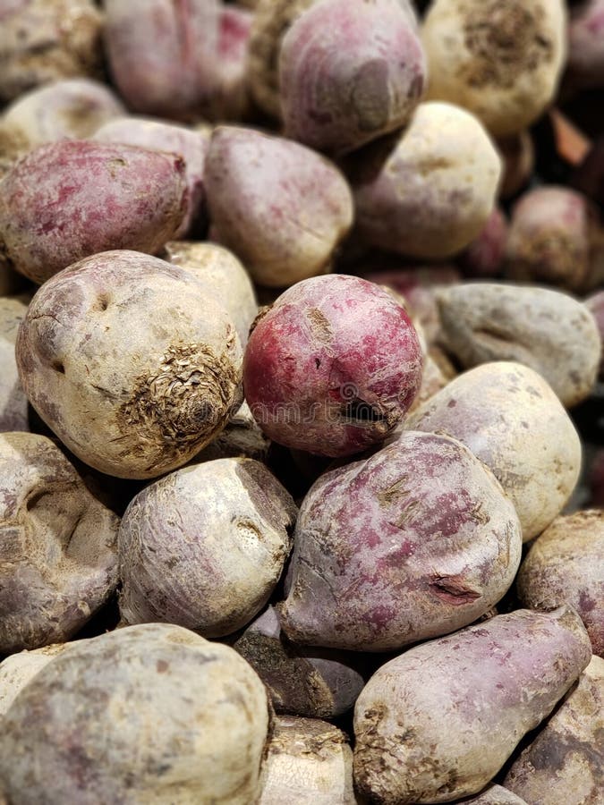 Beetplant Stock Photos - Free & Royalty-Free Stock Photos from Dreamstime