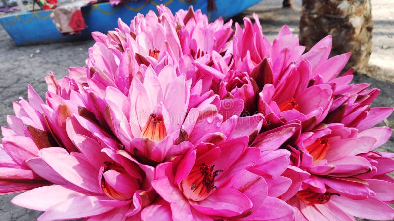 Bunch of Lotus stock photo. Image of pink, flower, lotus - 212197056