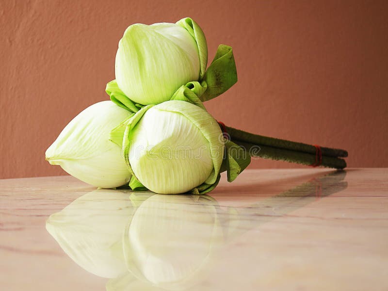 A Bunch of Lotus. Nelumbo Nucifera Also Known As Indian Lotus, Sacred ...