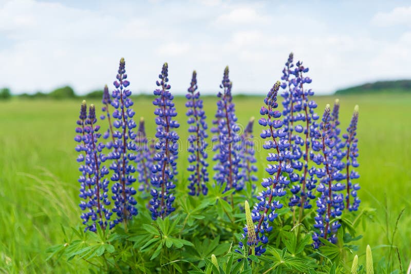 Bunch of wildflower stock image. Image of beauty, botany - 21465519