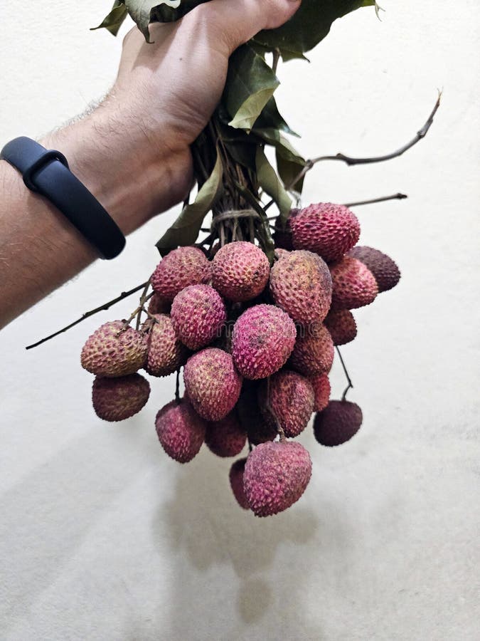 Bunch of Lychee Fruits in Hand Stock Image - Image of vertical ...
