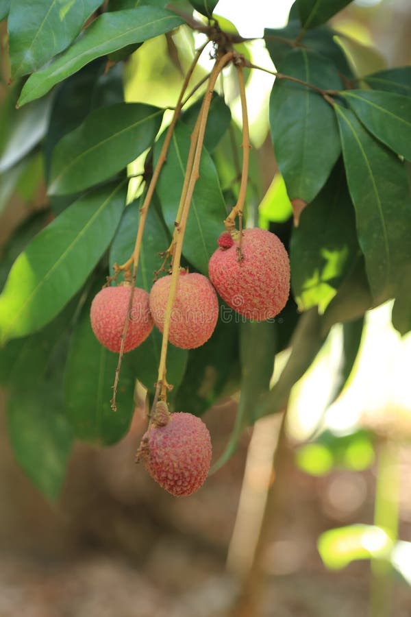 Bunch of Lychee on Tree in Tropical Fruit Garden Stock Photo - Image of ...