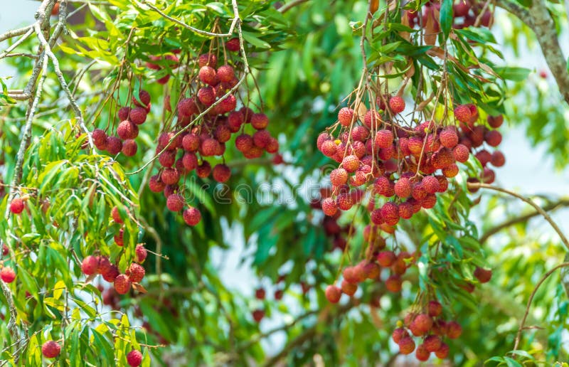 Bunch of Lychees on a Big Tree Stock Photo - Image of berry, lichee ...