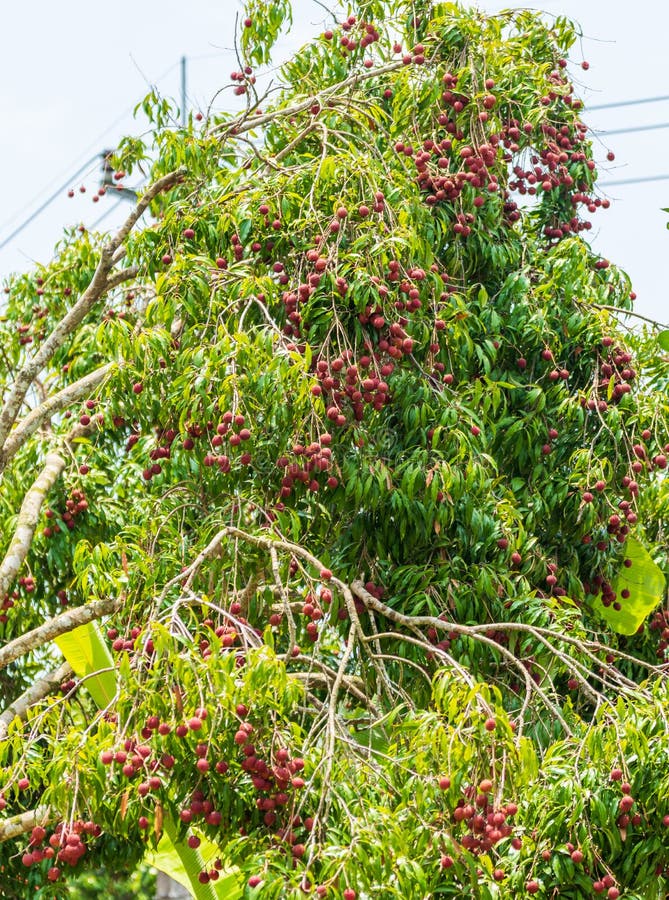 Bunch of Lychees on a Big Tree Stock Image - Image of asian, lichi ...