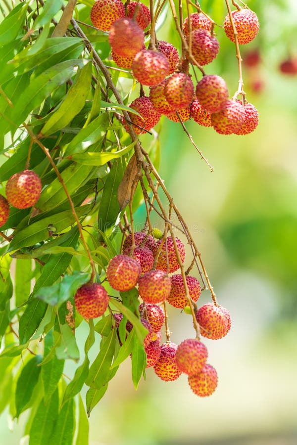 Bunch of Lychees on a Big Tree Stock Image - Image of evergreen, nature ...
