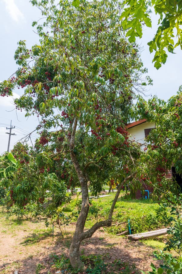 Bunch of Lychees on a Big Tree Stock Photo - Image of juicy, lechee ...