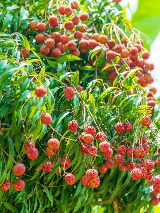 Bunch of Lychees on a Big Tree Stock Photo - Image of brown, closeup ...