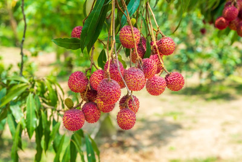 Bunch of Lychees on a Big Tree Stock Image - Image of eating, litchee ...