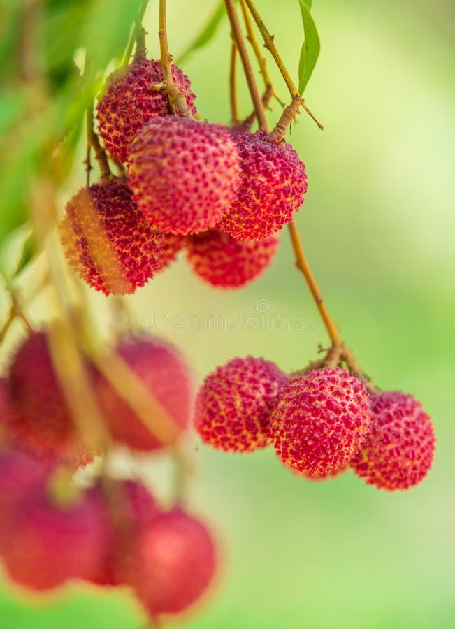 Bunch of Lychees on a Big Tree Stock Photo - Image of litchee, green ...