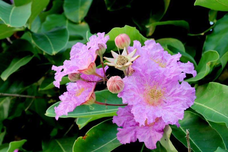 Bunch of lythraceae stock photo. Image of flora, sinewy - 154460844
