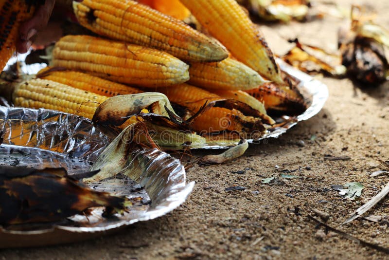 Bunch of Maize grilled stock image. Image of nutrition - 196381237
