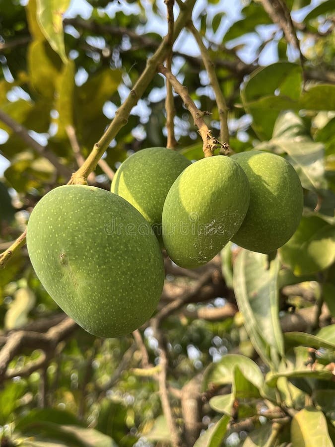 Bunch of mango stock photo. Image of produce, evergreen - 275399640