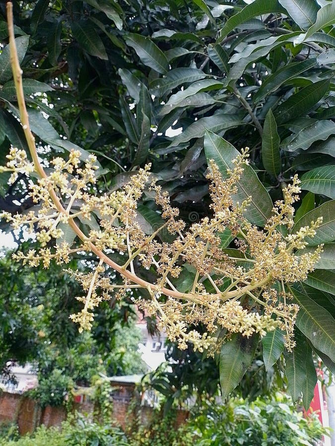 A Bunch of Mango Flowers Bloom in Rainy Season Stock Image - Image of ...
