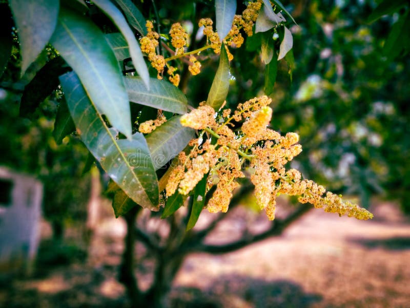 Bunch of Mango Flowers on the Tree Stock Photo - Image of india ...