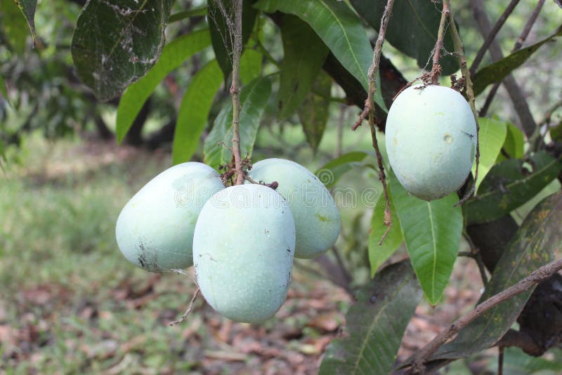 Bunch of mango hapus stock image. Image of fresh, field - 151371559