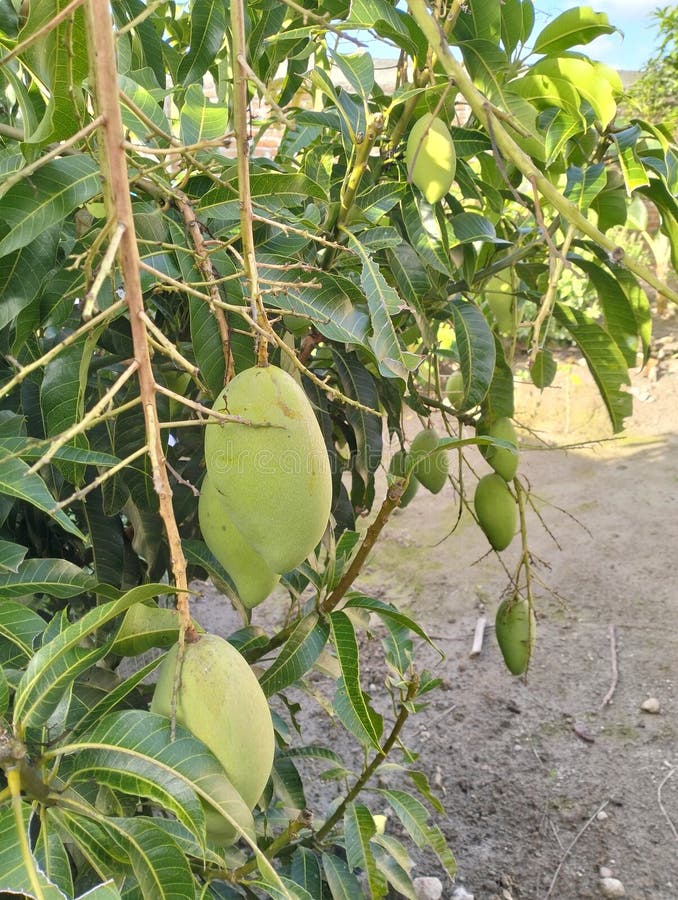 A Bunch of Mango with Leaf Background. Young Fresh Green Mango Fruit ...