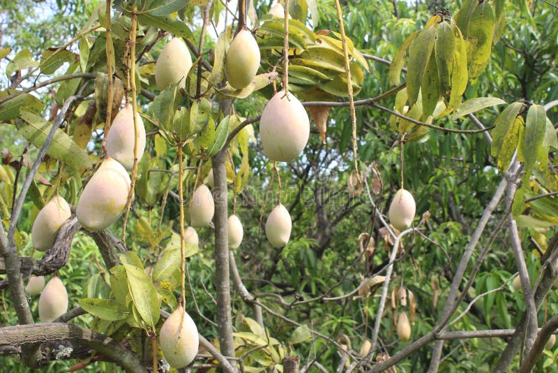 Bunch of Mango Type Sinduri Stock Photo - Image of mangoes, basket ...