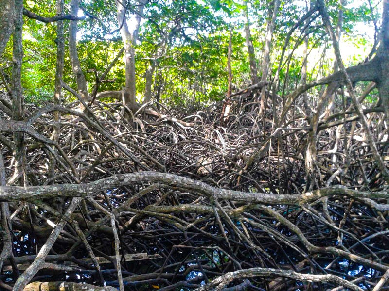A Bunch of Mangrove Tree Roots Above Sea Level in a Mangrove Forest ...