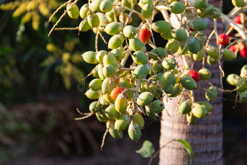 Bunch of Manila Palm Fruit on Tree in the Garden. Stock Image - Image ...