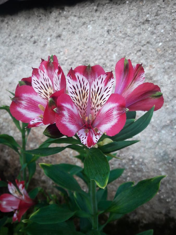 Bunch of Maroon Alstroemeria Flower Plant Stock Image - Image of fresh ...