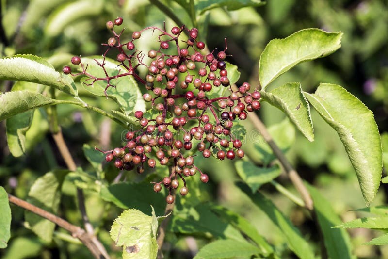 Bunch of Maturing Dwarf Elder Berries Stock Image - Image of family ...