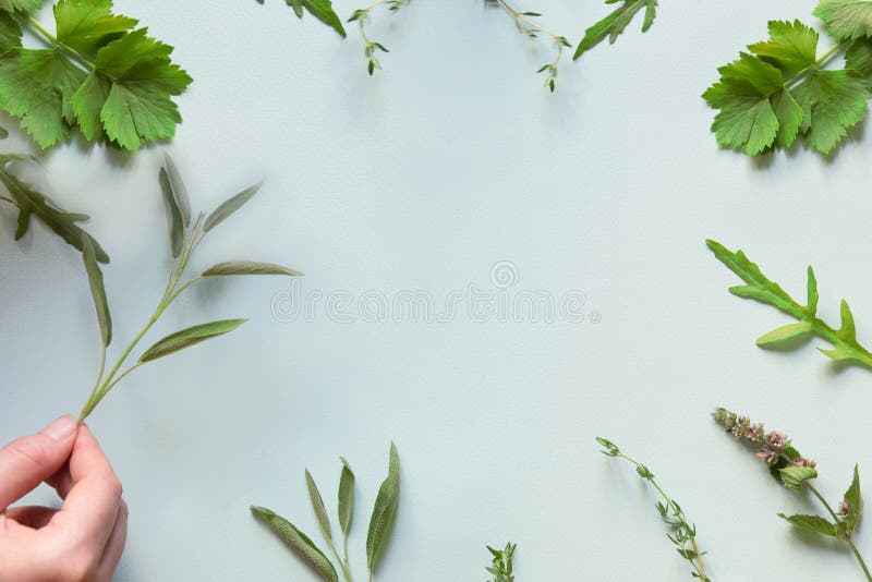 Bunch of Mediterranean Herbs in Light Blue Background, Fresh Sage and ...