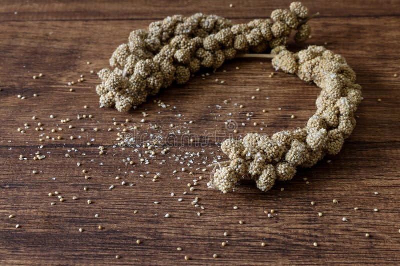 Bunch of Millet on a Wooden Table Stock Photo - Image of nutrition ...