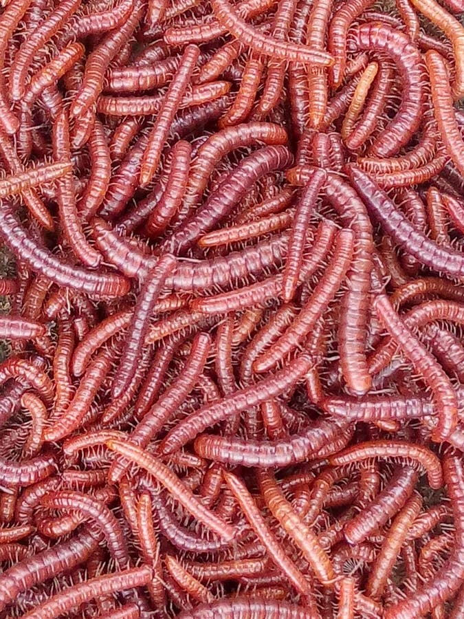 Bunch of millipedes stock photo. Image of bunch, nature - 161051610