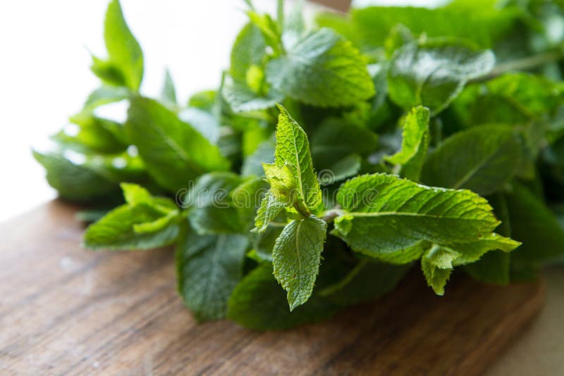 Bunch of mint II stock image. Image of mint, leaves, plant - 98121557